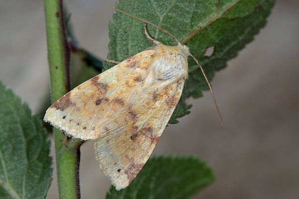 Cirrhia icteritia - Bleich-Gelbeule